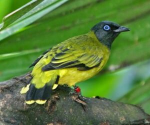 √ Burung Kutilang: Cara Merawat, Jenis, Karakter dan Harganya ...