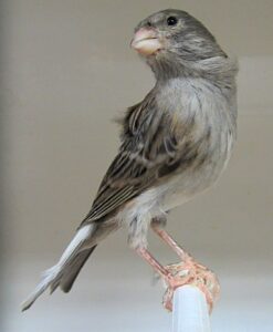 √ Jenis Burung Kenari Yang Bagus di Indonesia Lengkap dengan Harganya ...