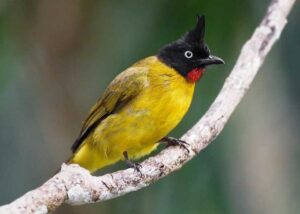 Burung Kutilang: Cara Merawat, Jenis, Karakter dan Harganya ...