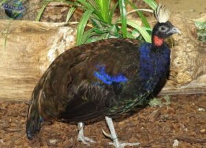 Keunikan Burung Merak dan Seputar Fakta Menarik - Duniakicau.net