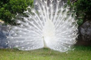 Keunikan Burung Merak dan Seputar Fakta Menarik - Duniakicau.net