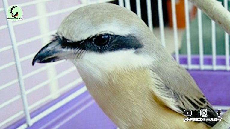 Cara Merawat Burung Cendet Harian dan Menjelang Lomba - Duniakicau.net