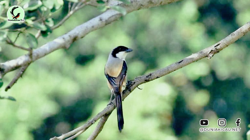 Cara Merawat Burung Cendet Harian dan Menjelang Lomba - Duniakicau.net