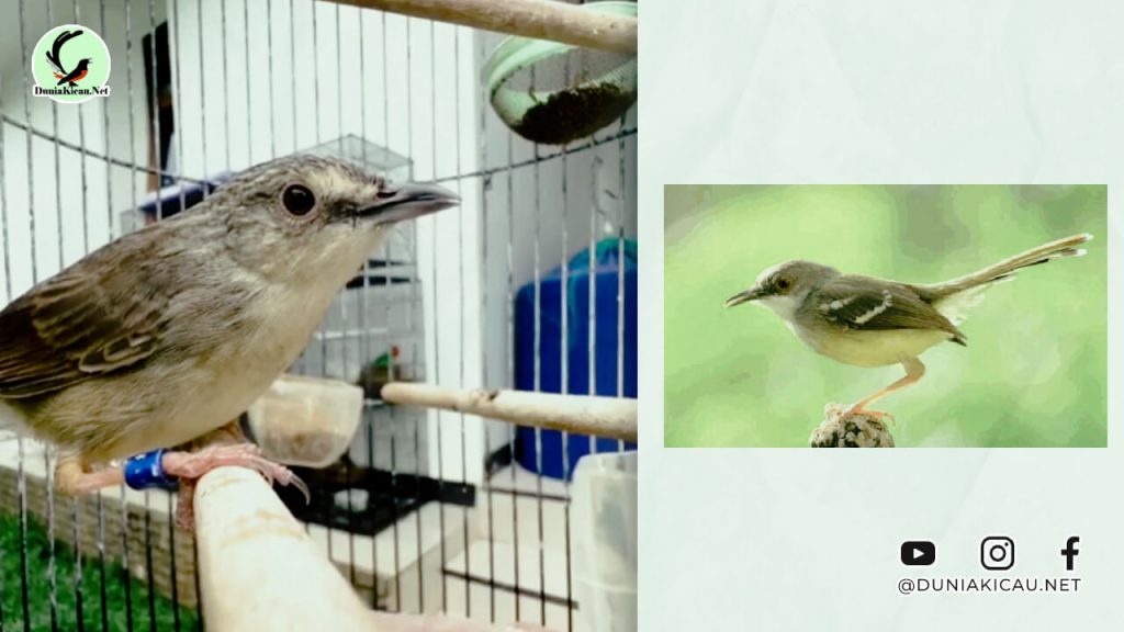 Cara Cepat Membuat Ciblek Buka Paruh dan Ngeroll - Duniakicau.net