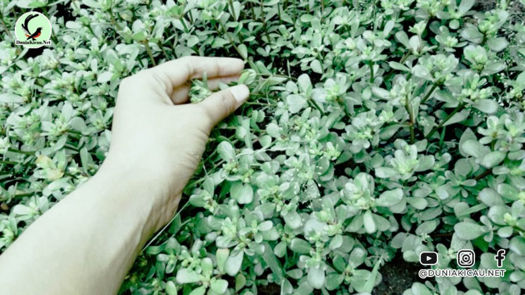 Jenis Tanaman Herbal yang Baik Untuk Burung Lovebird dan Kenari ...