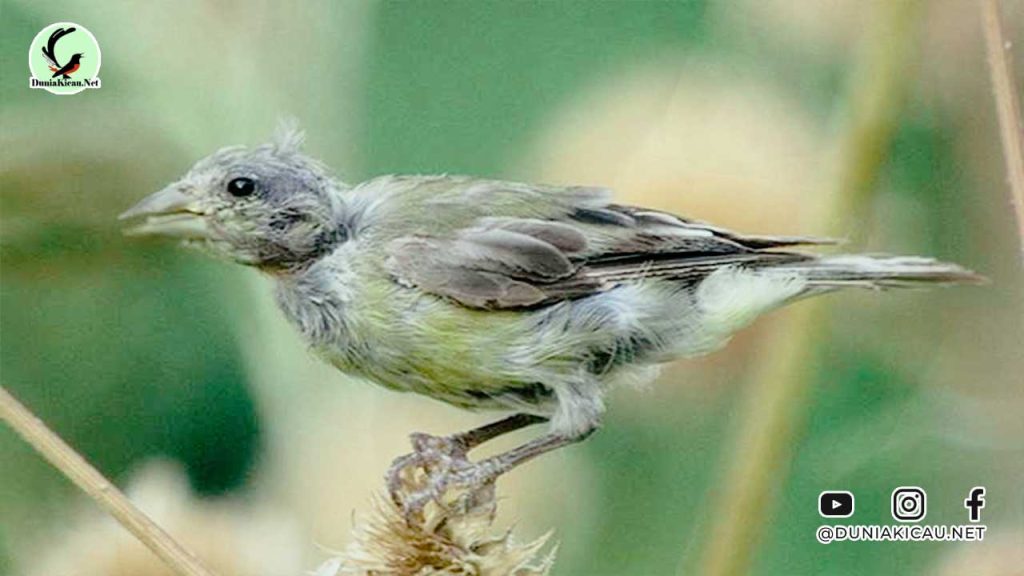 Apa Itu Mabung Pada Burung? Berikut Penyebab dan Cara Perawatannya ...