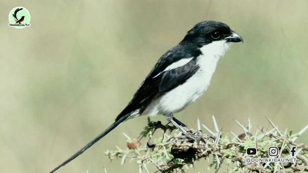 Cara Masteran Burung yang Baik dan Benar Agar Cepat Masuk - Duniakicau.net