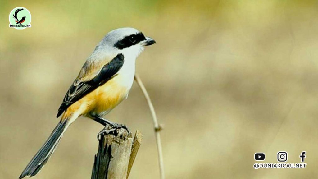 Arti Masteran Burung: Pengertian, Cara, Kelebihan, Kelemahan ...