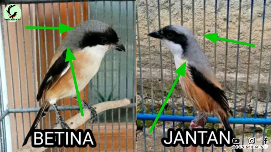 Cara Membedakan Cendet Jantan dan Betina Dengan Mudah - Duniakicau.net