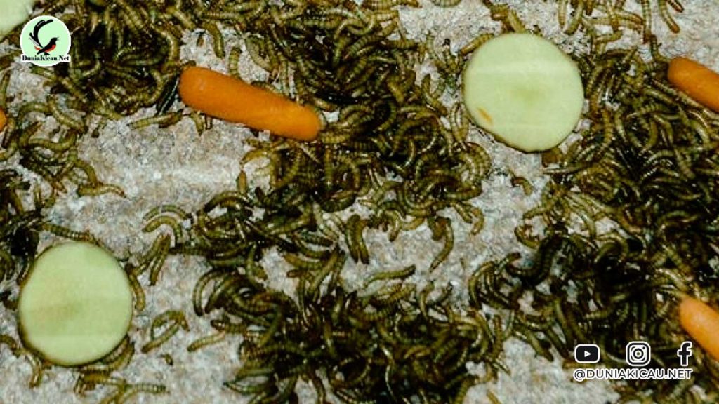 Ulat Kandang: Habitat, Siklus Hidup, Harga dan Cara Budidaya - Duniakicau.net